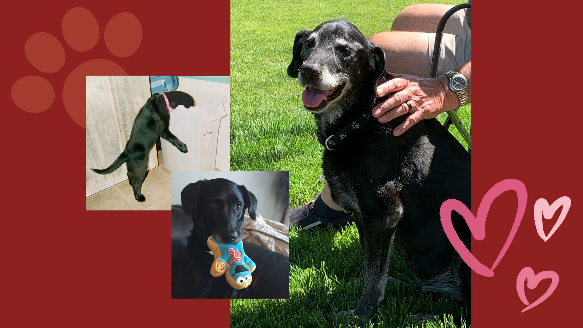 Josie the dog lived her life in all the very best ways - Gather the Good